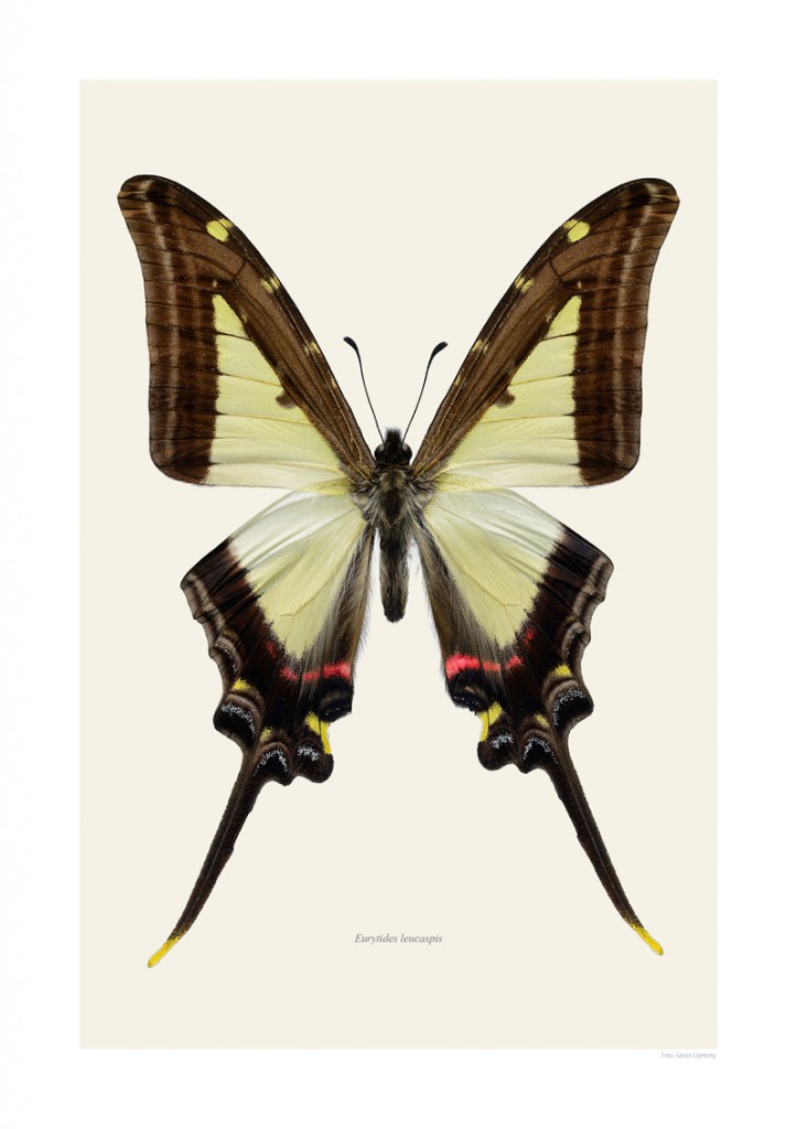Eurytides leucaspis | LILJEBERGS