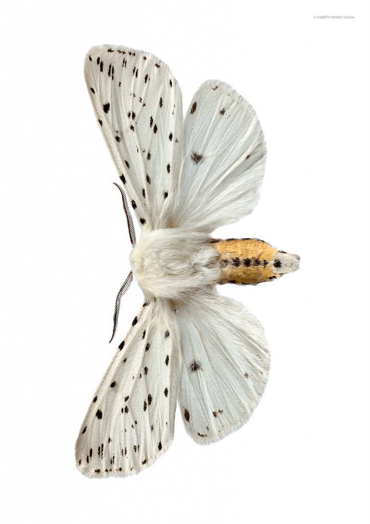 Spilosoma lubricipeda, landscape | LILJEBERGS