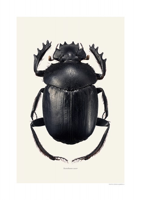 Scarabaeus sacer | LILJEBERGS