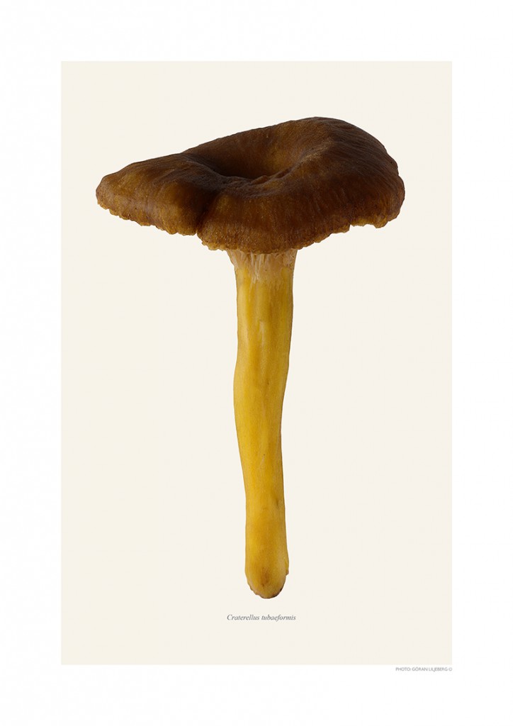 Craterellus tubaeformis | LILJEBERGS