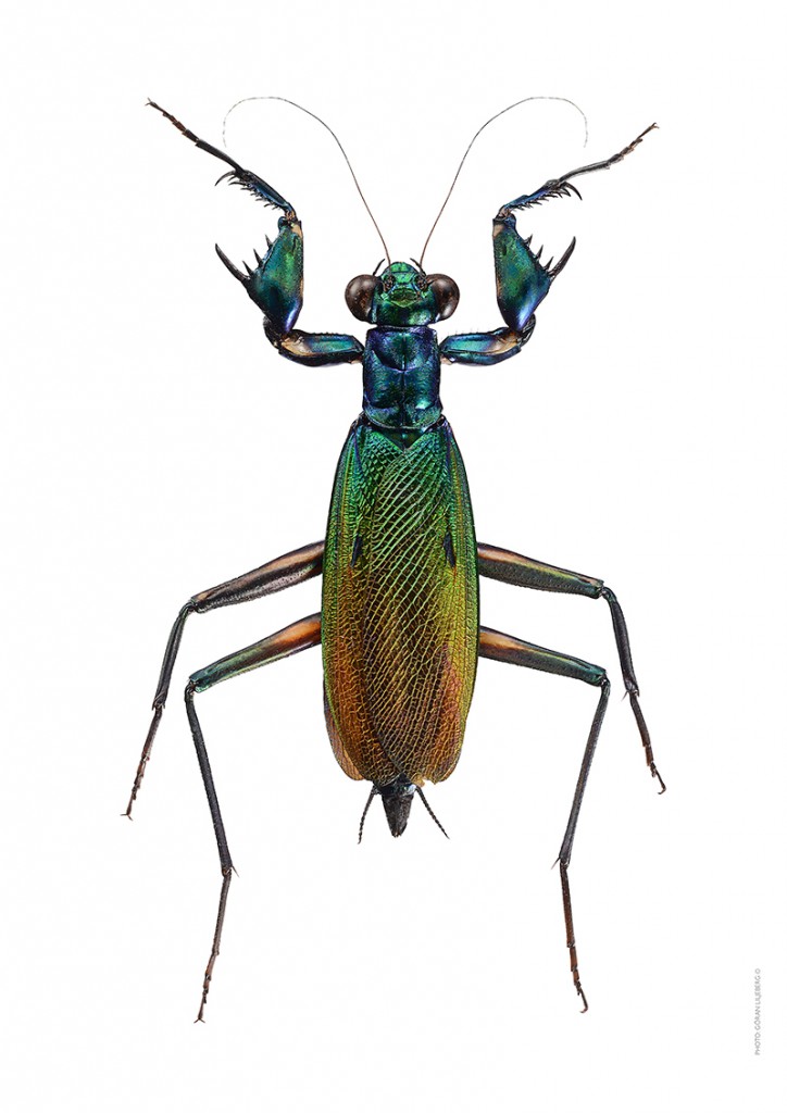 Metallyticus splendidus | LILJEBERGS